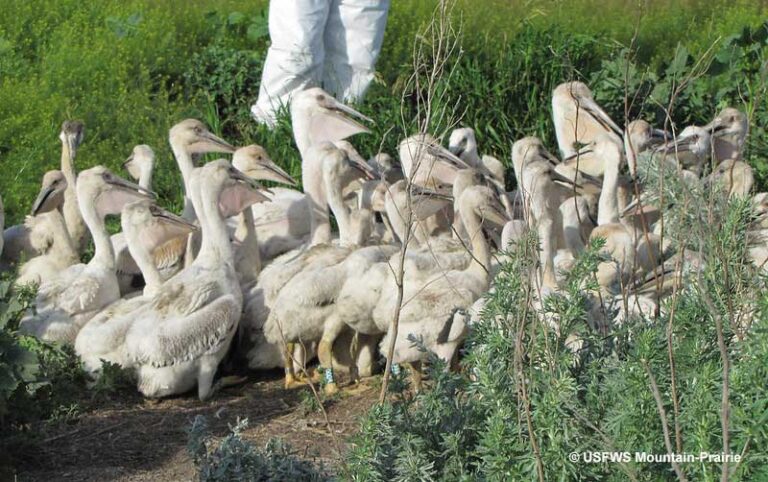 Baby Pelican Idenitication, Lifecycle & More