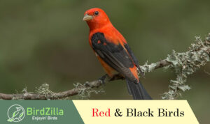 10 Most Vibrant Red And Black Birds