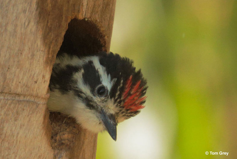 Baby Woodpecker – Lifecycle, Identification, Diet & More