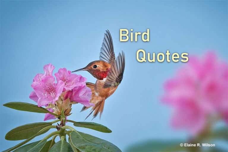 51 Bird Quotes to Give You Wings When You're Feeling Down