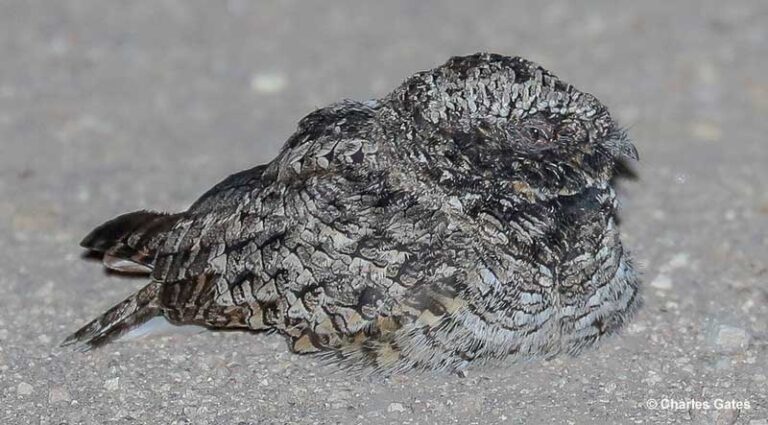 Common Poorwill - ID, Facts, Diet, Habit & More | Birdzilla