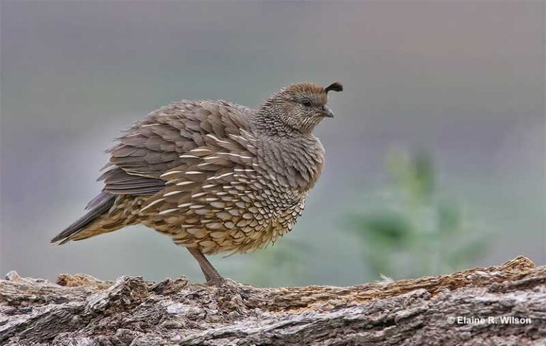 The Deeper Meanings Behind Quails [Full Symbolism]