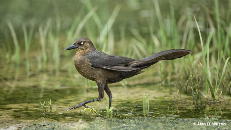 Female Grackle Facts & ID (Male vs Female)