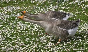 Goose Symbolism & Meaning – Are They Just Fierce Protectors?