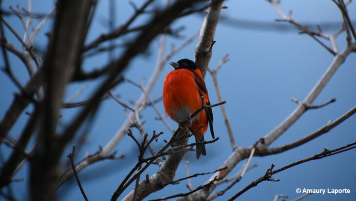 Birds With Red Chests – 15 Most Common Red-Chested Species