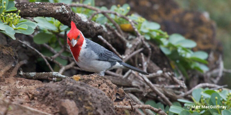 Birds From Rio Movies – Inspirations Behind The Characters