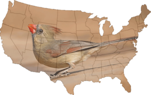 Which Bird Did You See? | Birdzilla - Enjoyin' Birds