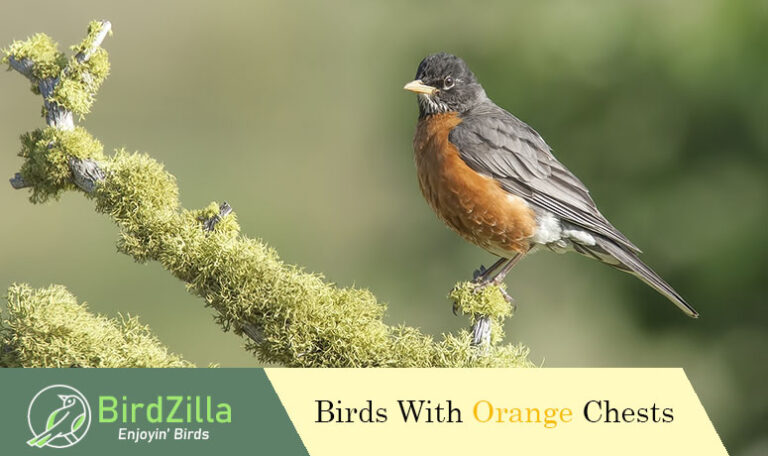 15 Birds With Orange Chests – Do You Know Them All?