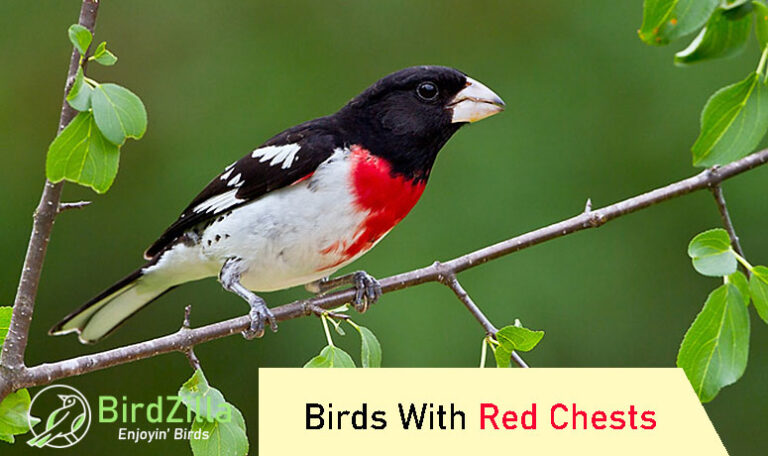 Birds With Red Chests – 15 Most Common Red-Chested Species