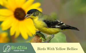 Birds With Yellow Bellies – 20 Most Common Species You Can See