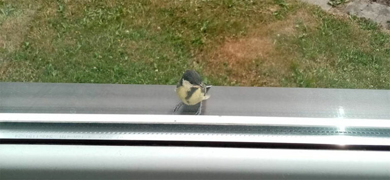 What To Do If You Find A Baby Bird – A Complete Checklist