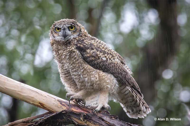 What's So Interesting About Owl Legs? [Anatomy & More]