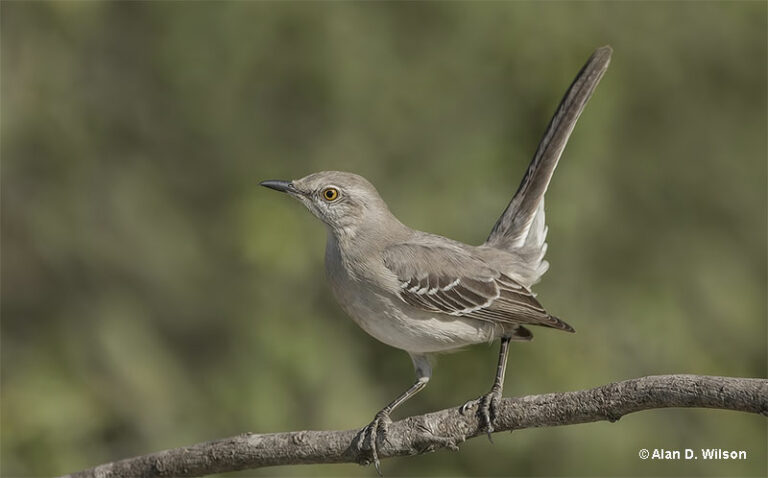 Mockingbird Symbolism Revealed – What Do These Birds Mean?