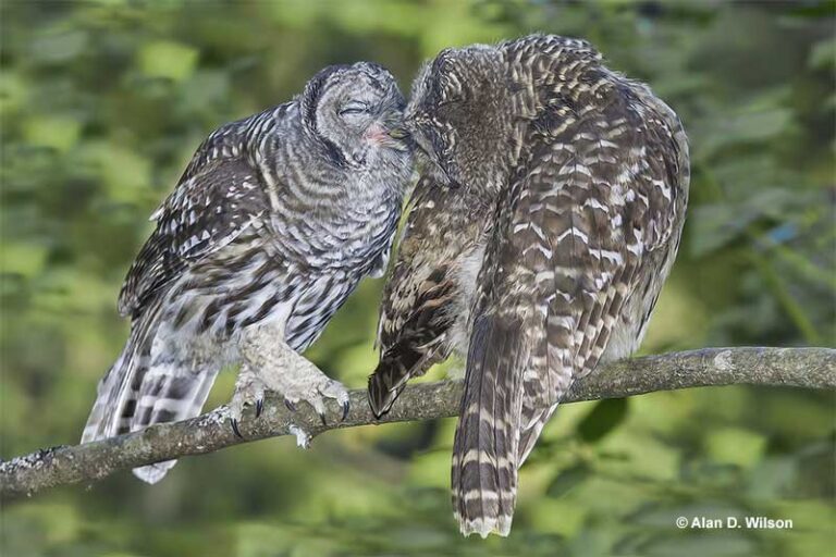 Baby Owl Identification, Life-Cycle, Diet & More