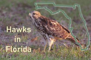 Hawks in Florida – 8 Common & Rare Species to Spot