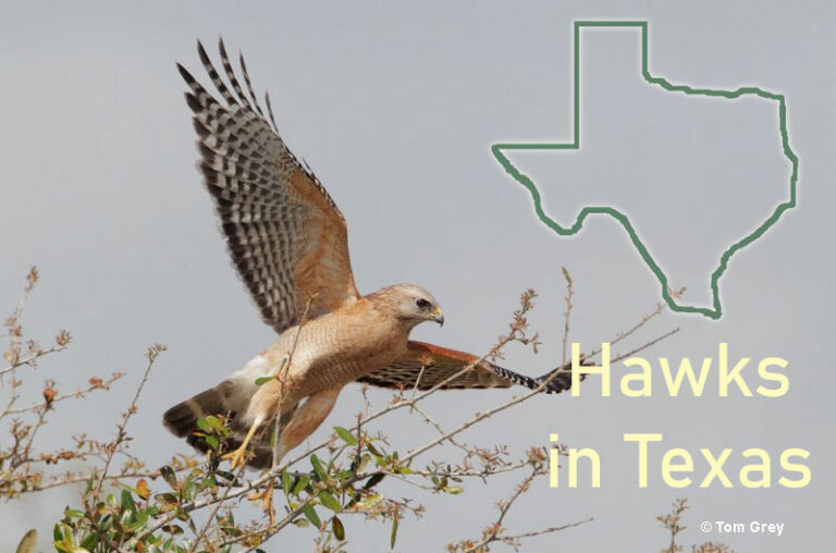 Most Common Hawks in Texas – 15 Hawks You Might Spot