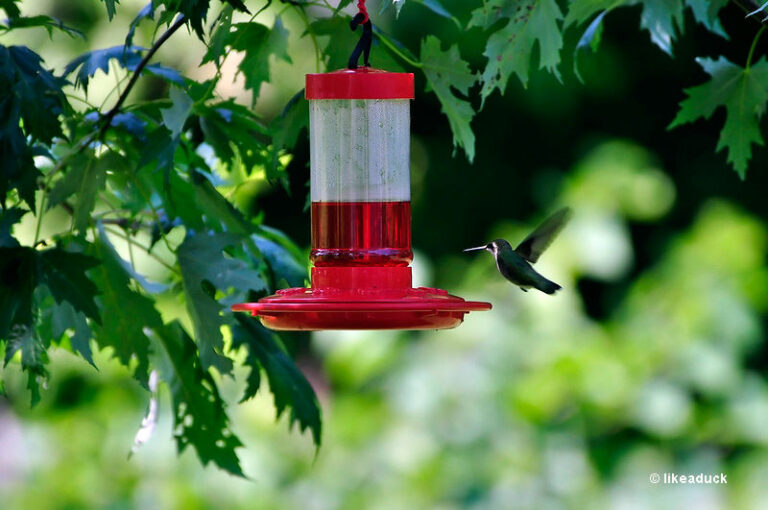 Do Hummingbirds Eat Bugs & Other Insects?