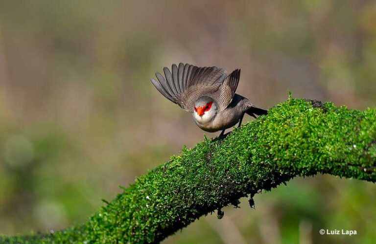 Birds of Hawaii: The 25 Most Common Birds (Based on Data)