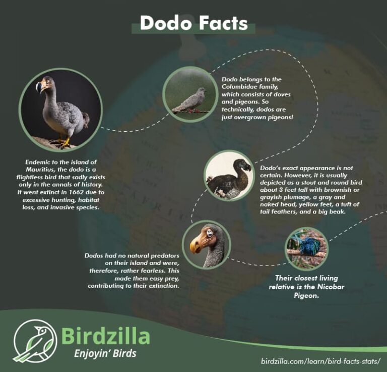 Bird Facts & Stats (With Infographics) [2024] 101+ Facts