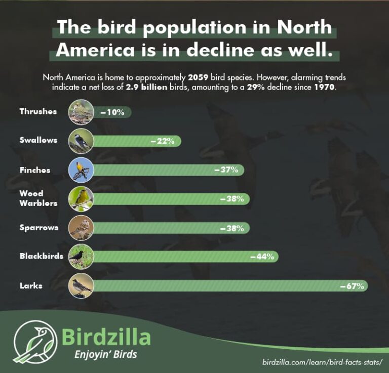 Bird Facts & Stats (With Infographics) [2024] 101+ Facts