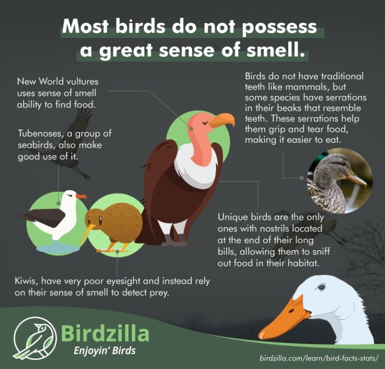 Bird Facts & Stats (With Infographics) [2024] 101+ Facts
