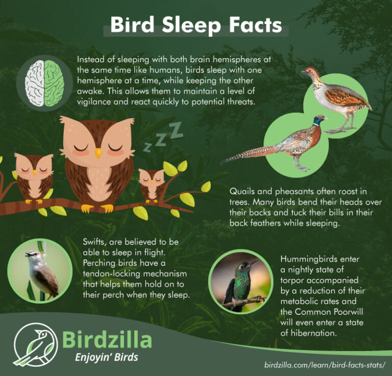 Bird Facts & Stats (With Infographics) [2024] 101+ Facts