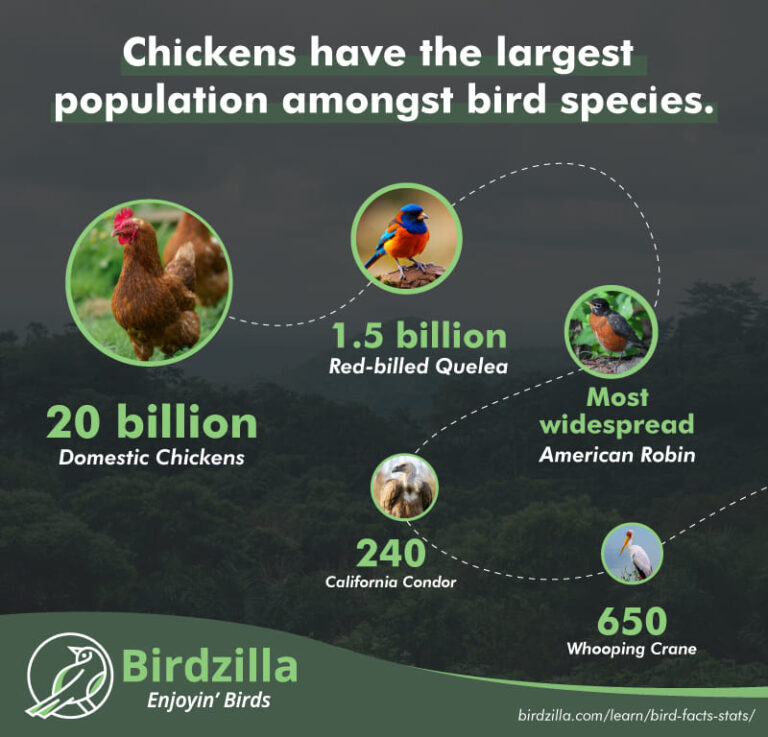 Bird Facts & Stats (With Infographics) [2024] 101+ Facts
