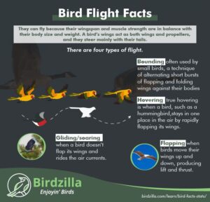 Bird Facts & Stats (With Infographics) [2024] 101+ Facts