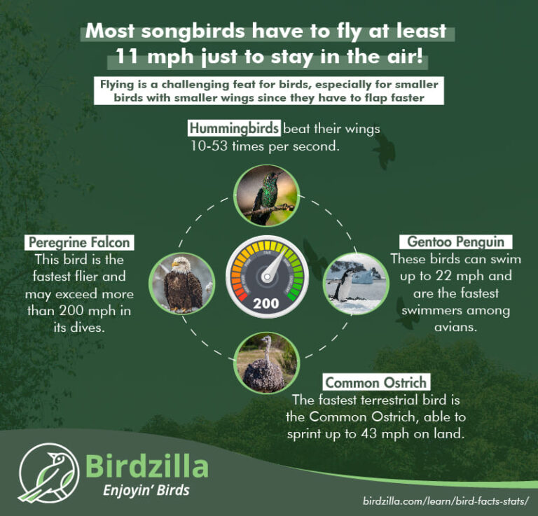Bird Facts & Stats (With Infographics) [2024] 101+ Facts