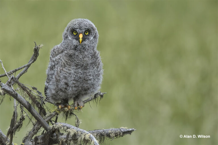 Great Gray Owl - ID, Facts, Diet, Habit & More | Birdzilla