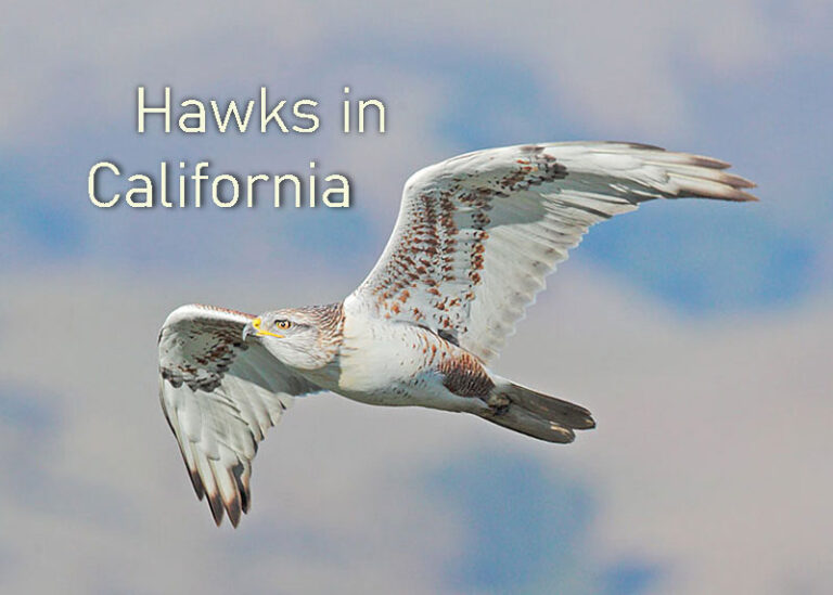 Hawks In California – 14 Common Hawks You Can Spot & ID