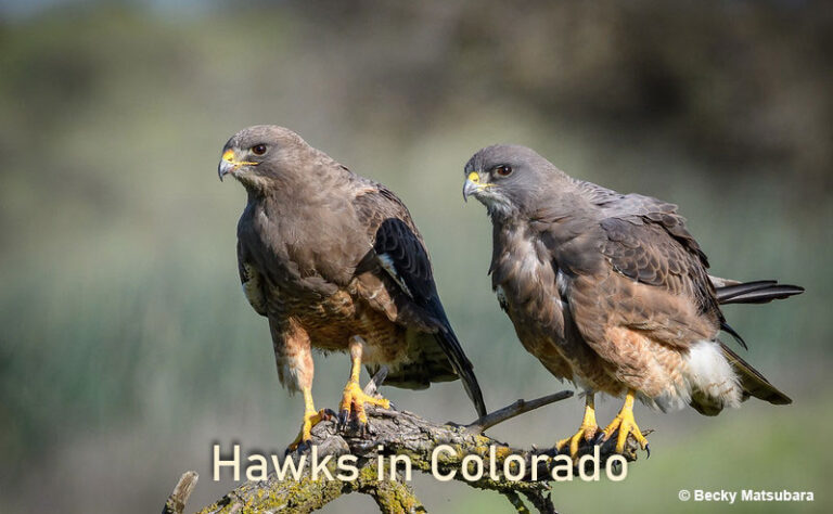 Hawks In Colorado | 13 Species You Can Spot In Colorado