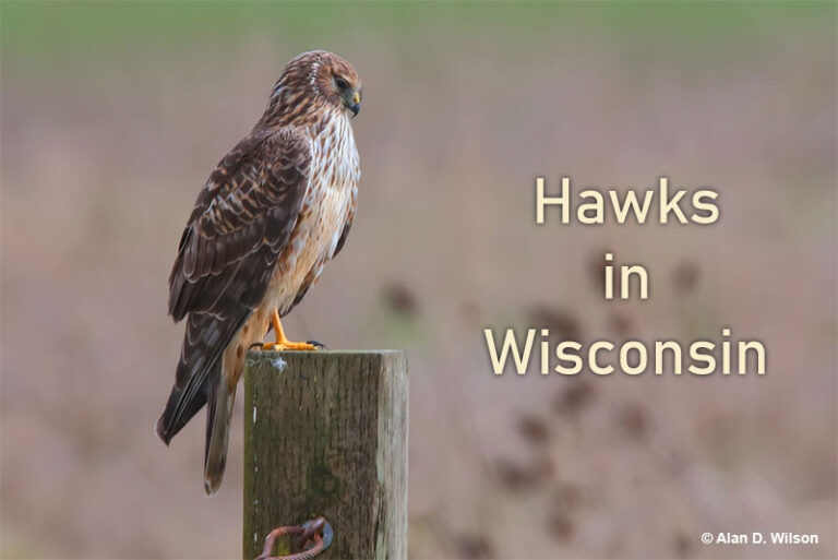 Hawks in Wisconsin – 11 Common and Rare Species You Can Spot