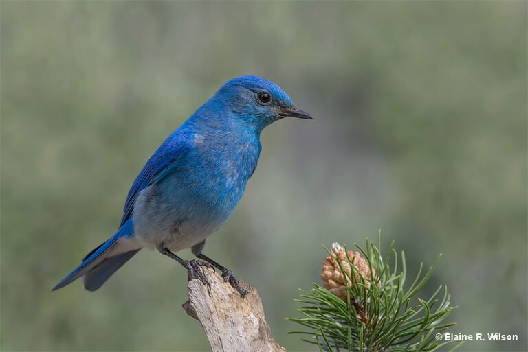 Idaho State Bird - Mountain Bluebird [All We Know]