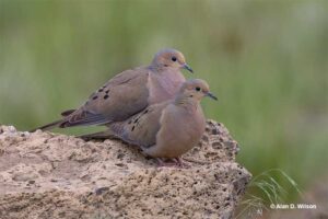 11 Types of Doves In The U.S. – Species, Identification & More