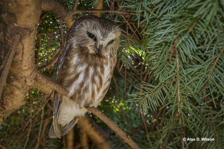 Northern Saw-whet Owl - ID, Facts, Diet, Habit & More | Birdzilla