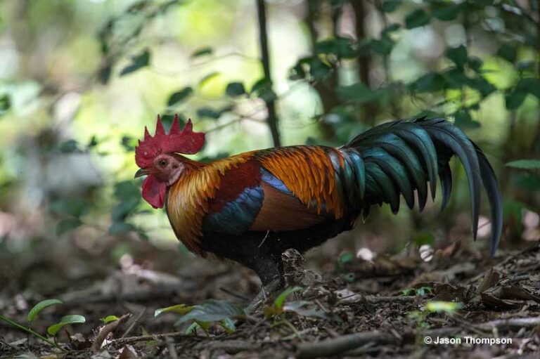The Resilient Wild Chickens: How Do They Survive In the Wild?