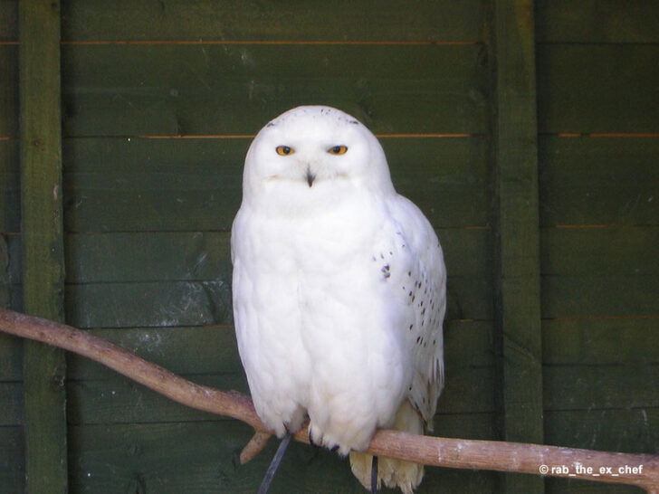 Snowy Owl - ID, Facts, Diet, Habit & More | Birdzilla