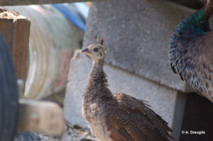 How Long Do Peacocks Live? Average Lifespan