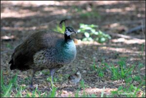 How Long Do Peacocks Live? Average Lifespan