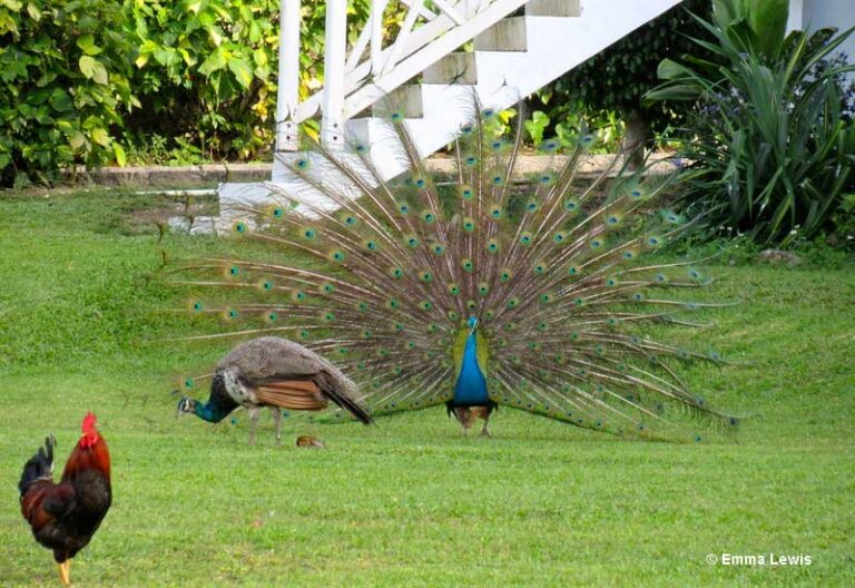 Peacock Symbolism Explained – What Do They Represent?