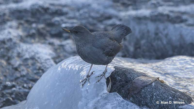 American Dipper - ID, Facts, Diet, Habit & More | Birdzilla