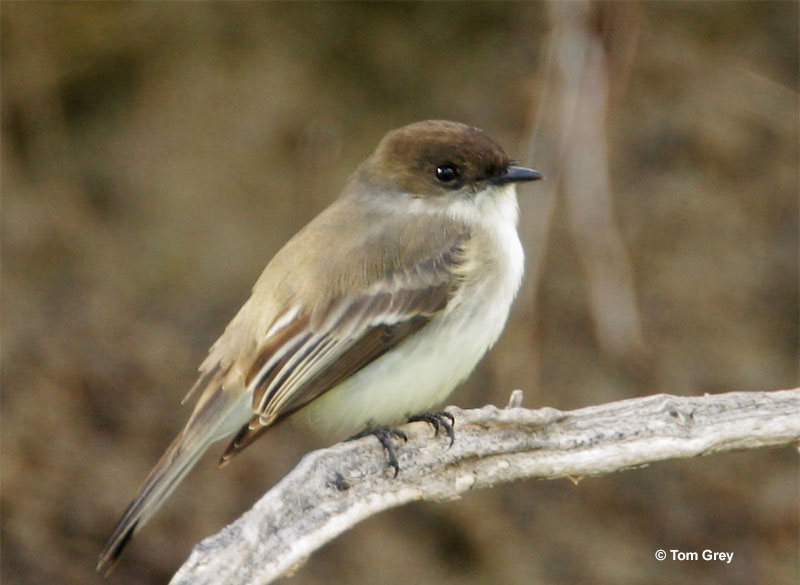 Eastern Phoebe - ID, Facts, Diet, Habit & More | Birdzilla