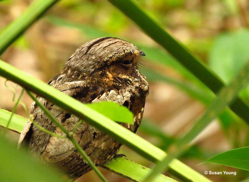 Eastern Whip-poor-will - ID, Facts, Diet, Habit & More | Birdzilla