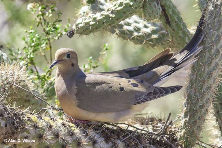 Mourning Dove - ID, Facts, Diet, Habit & More | Birdzilla