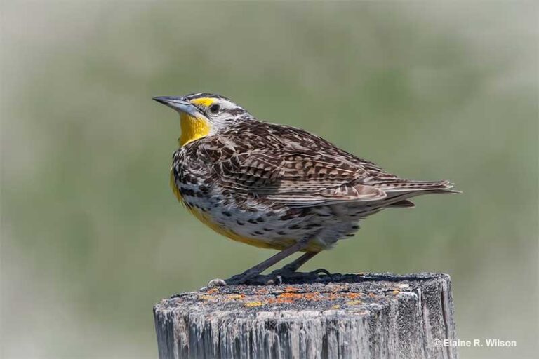 Nebraska State Bird – Detailed History, ID Guide & Facts