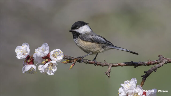 Do You Know The Official State Bird of Maine? Let Us Help