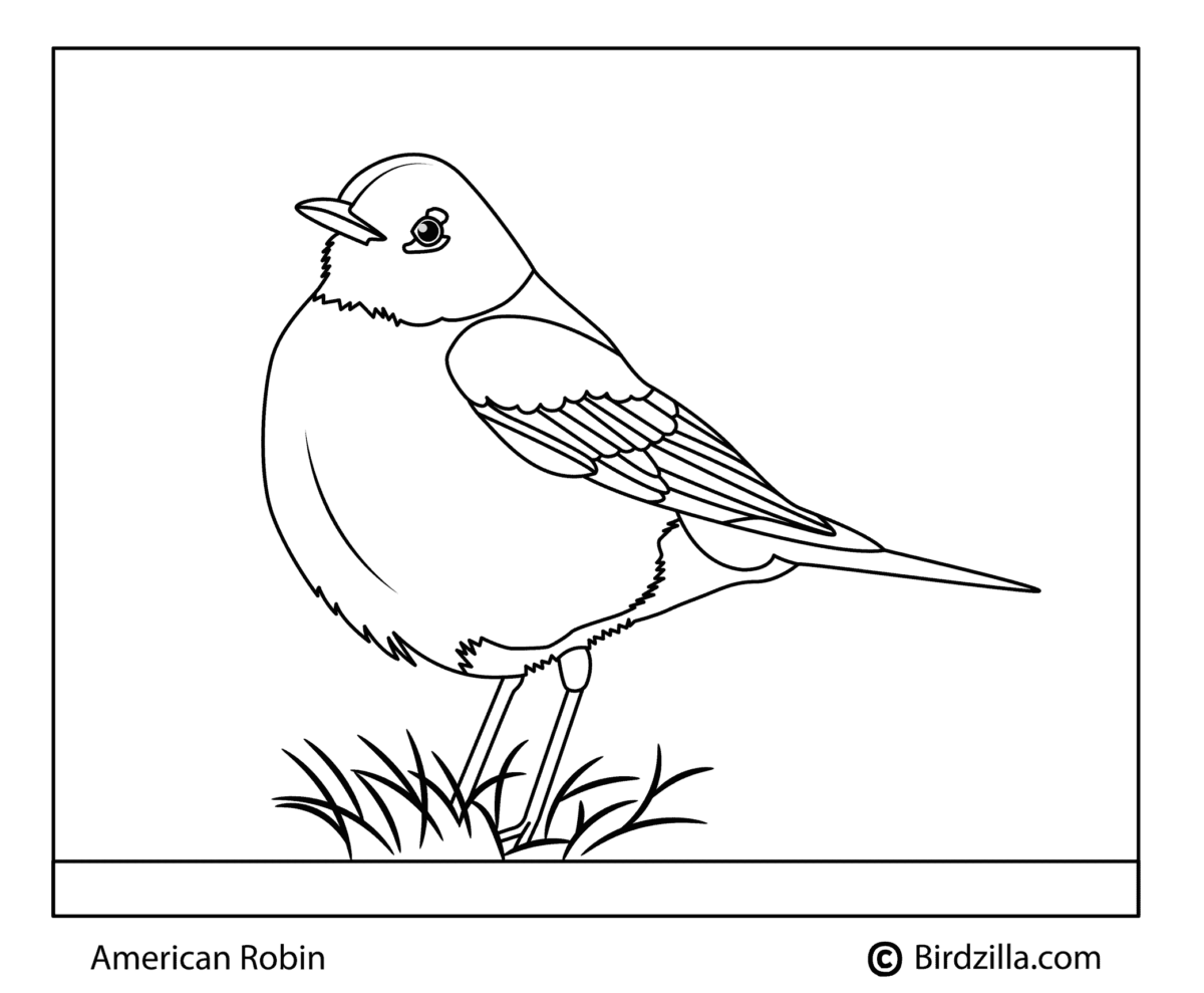 Bird Coloring Pages - 26 Different Songbirds, Owls & Others