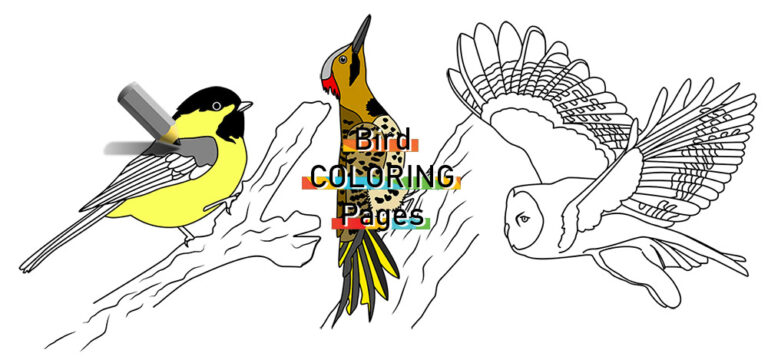 Bird Coloring Pages - 26 Different Songbirds, Owls & Others