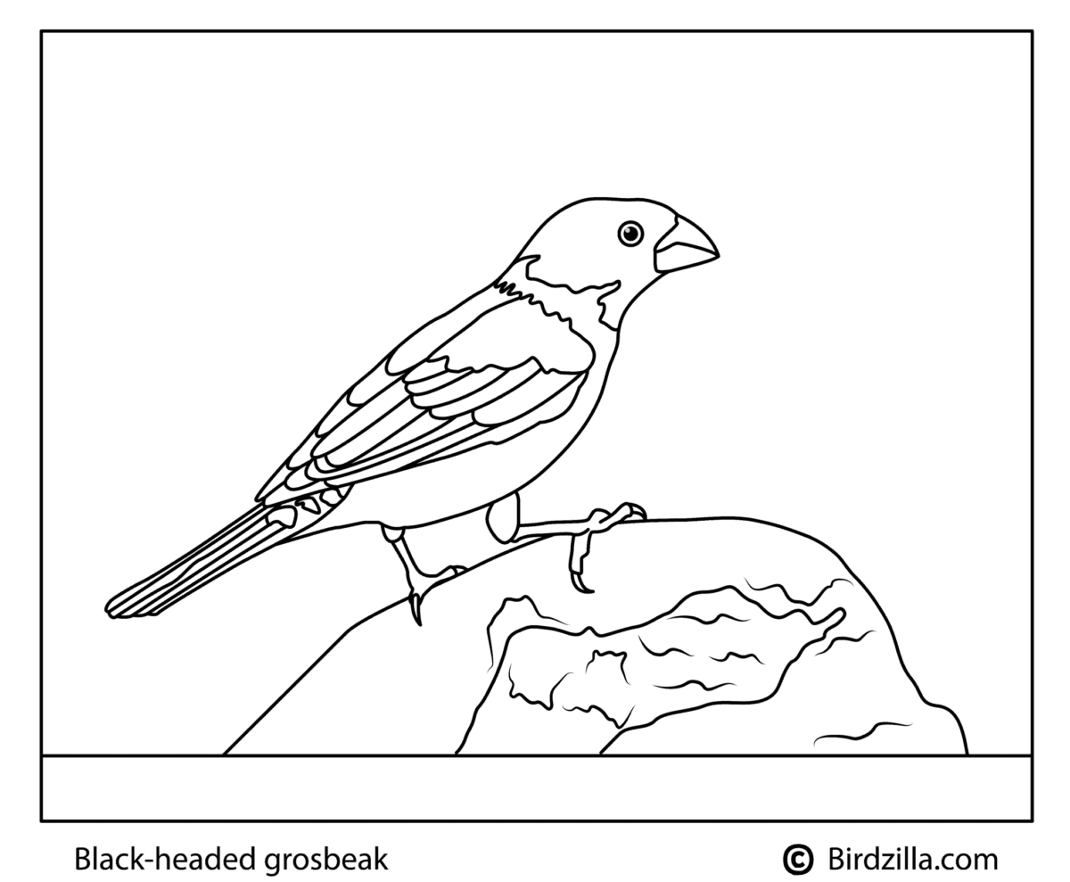 Bird Coloring Pages - 26 Different Songbirds, Owls & Others